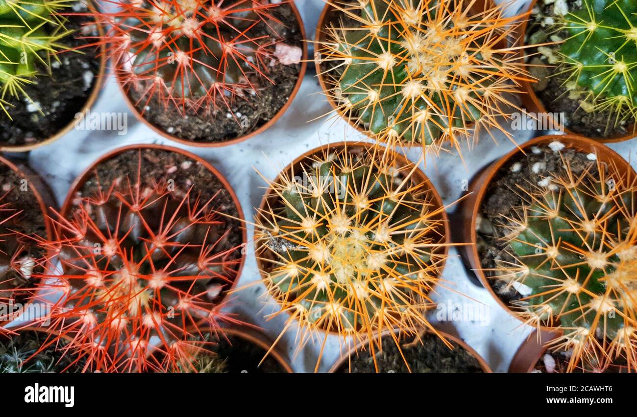 different cacti on sale in the store, cacti of different sizes ...