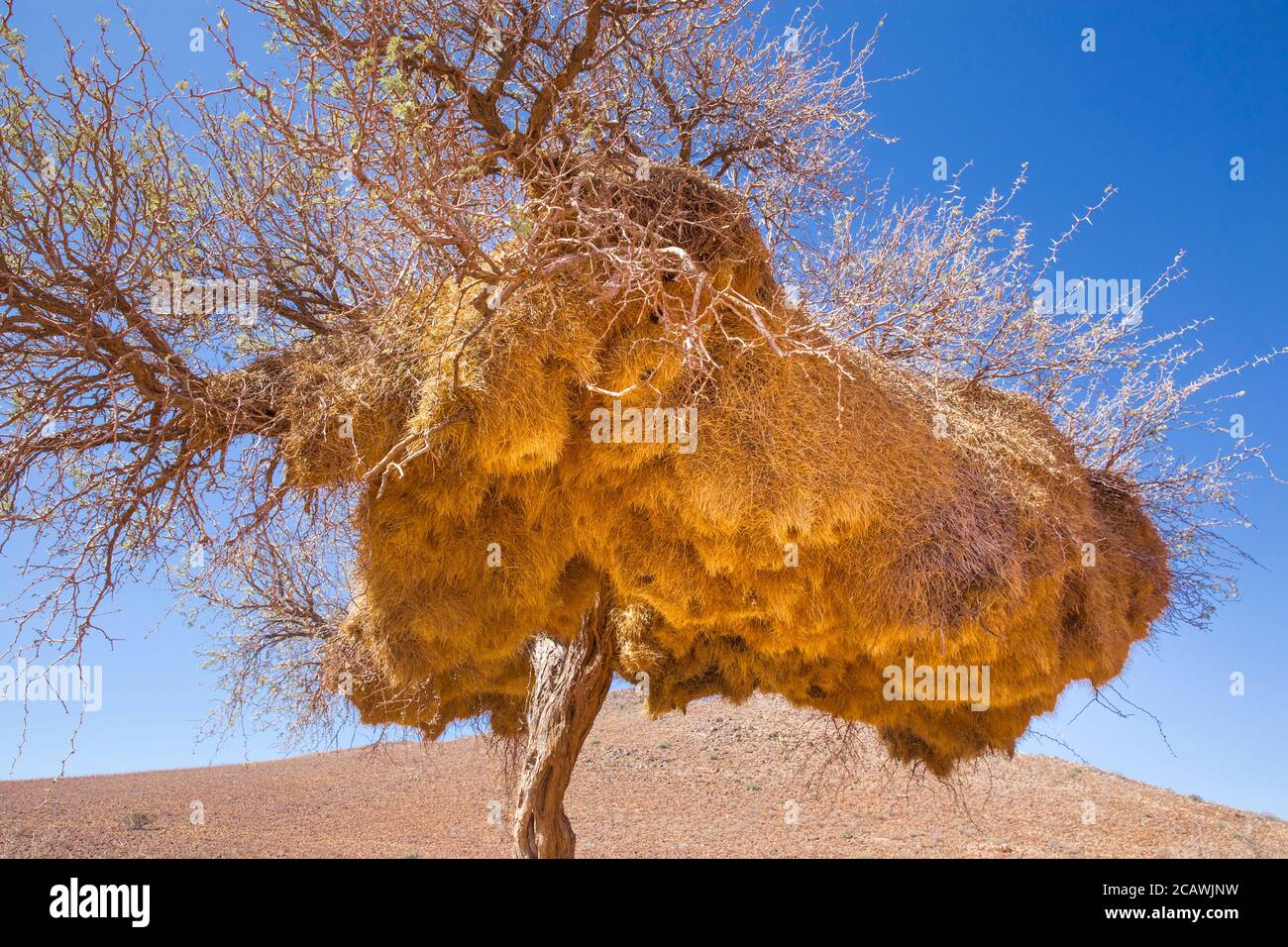 Tree in Tirasberge, Namibia with the nests of the sociable weaver, a ...