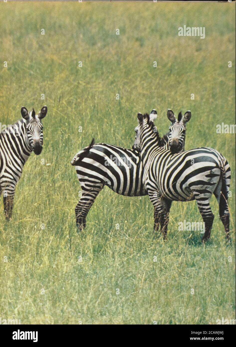 vintage animal illustration vintage classical artistic drawing Stock ...