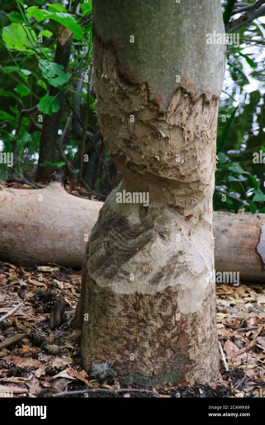 A beaver left the job half done!!! The tree is only half cut around ...