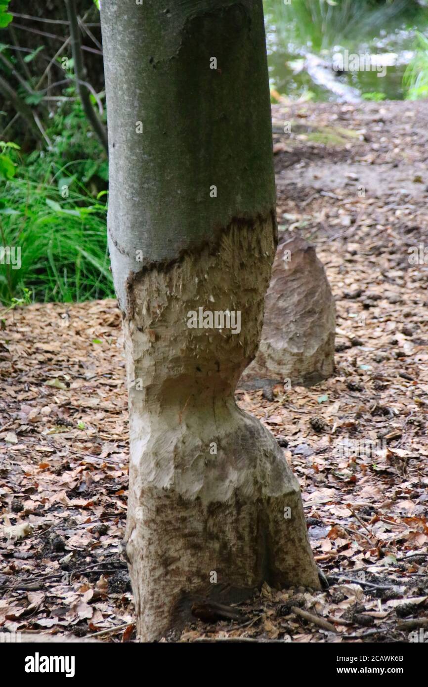 A beaver left the job half done!!! The tree is only half cut around ...