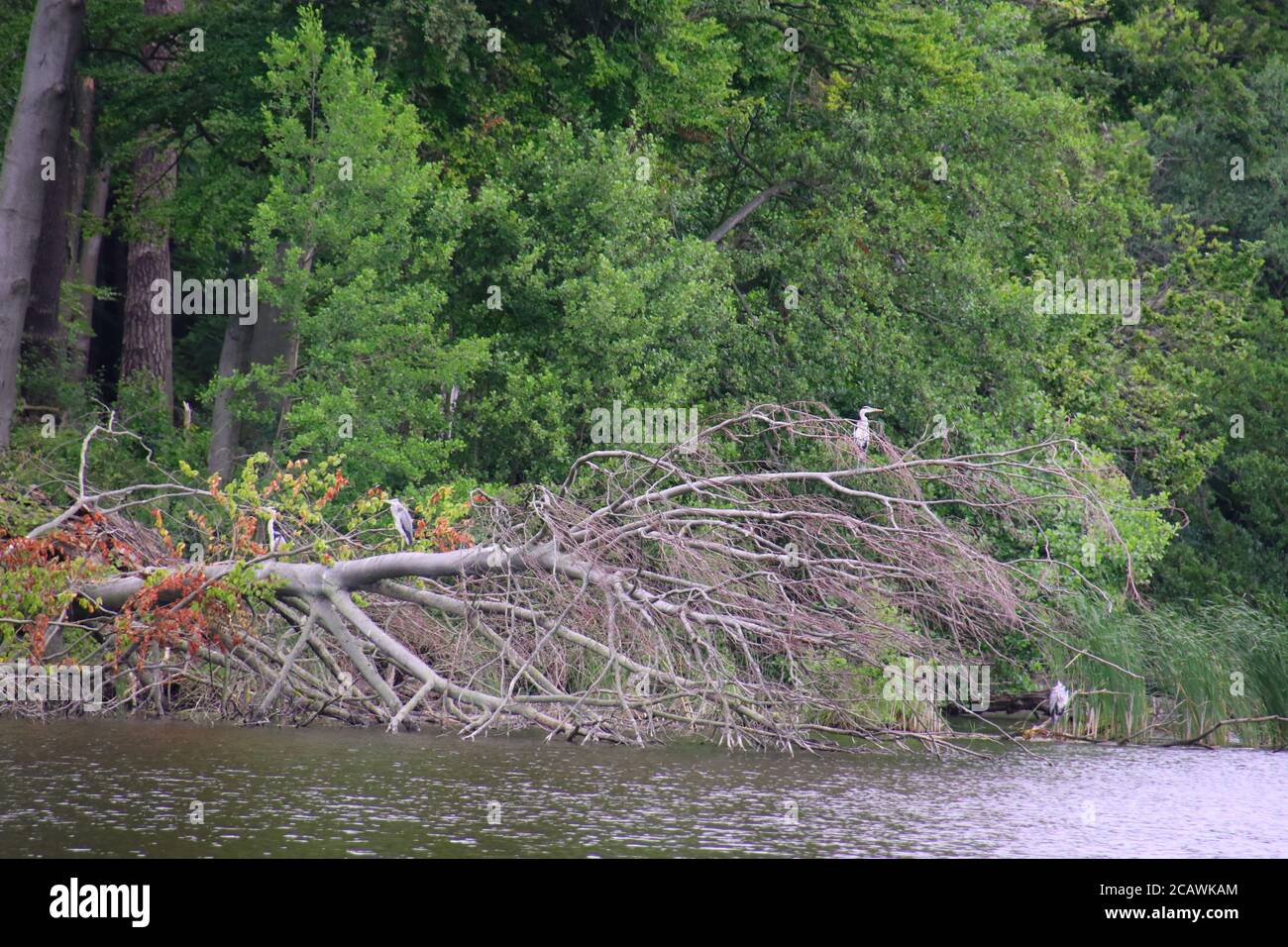 Good job of a beaver! Stock Photo - Alamy
