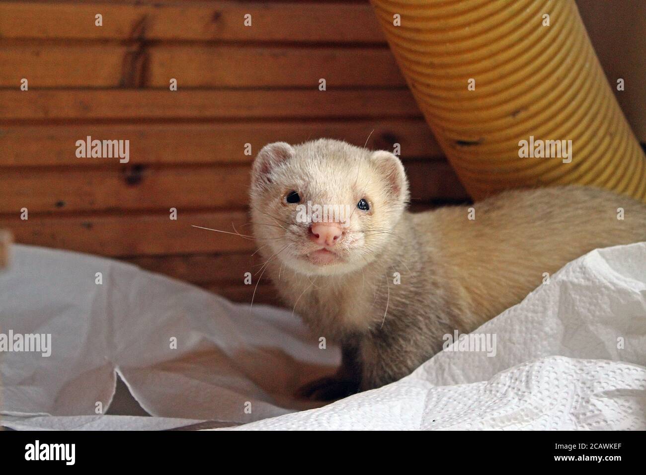 Young ferret standing hi-res stock photography and images - Alamy