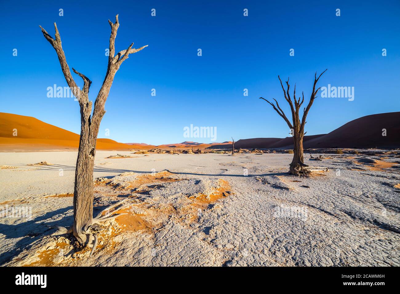 Trees in Deadvlei, or Dead Vlei, a white clay pan located near the more ...