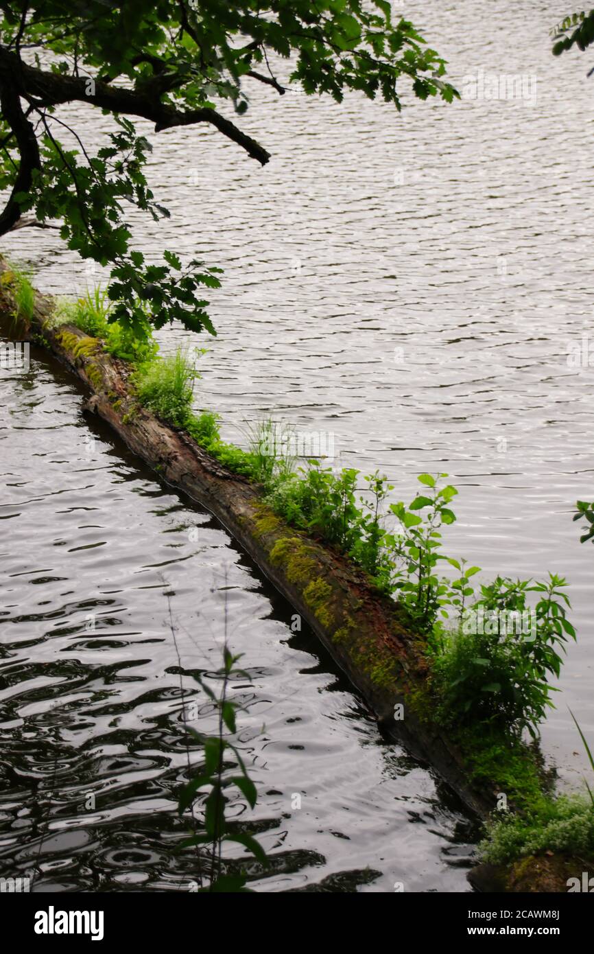 Old fallen tree at sunrise hi-res stock photography and images - Alamy