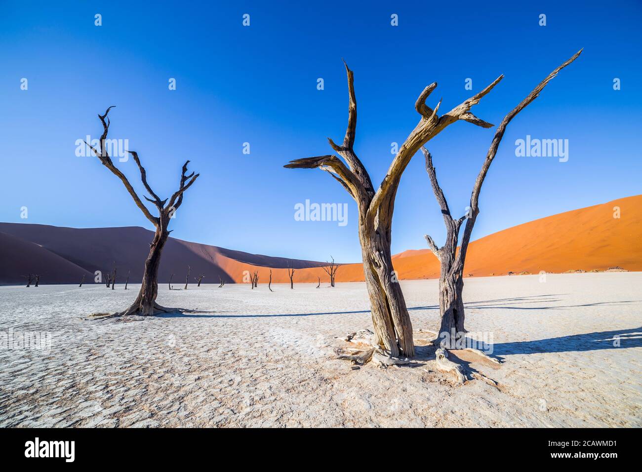 Trees in Deadvlei, or Dead Vlei, a white clay pan located near the more ...