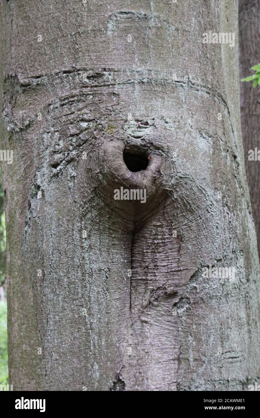 a funny Hole in Tree trunk Stock Photo - Alamy