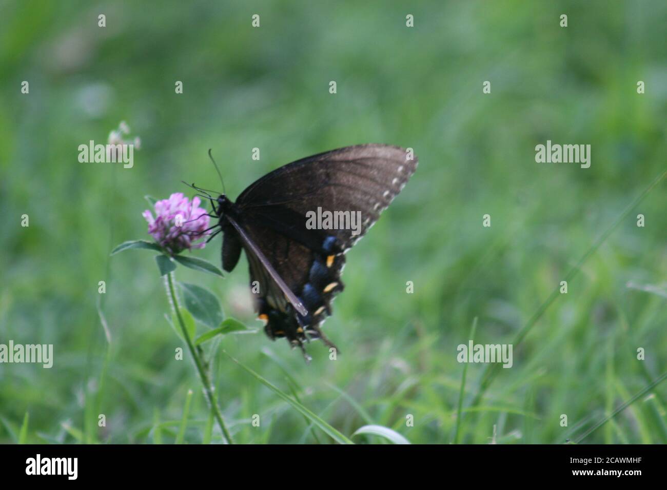Eastern Black Swallowtail Butterfly in Forest Park-St. Louis, Missouri ...
