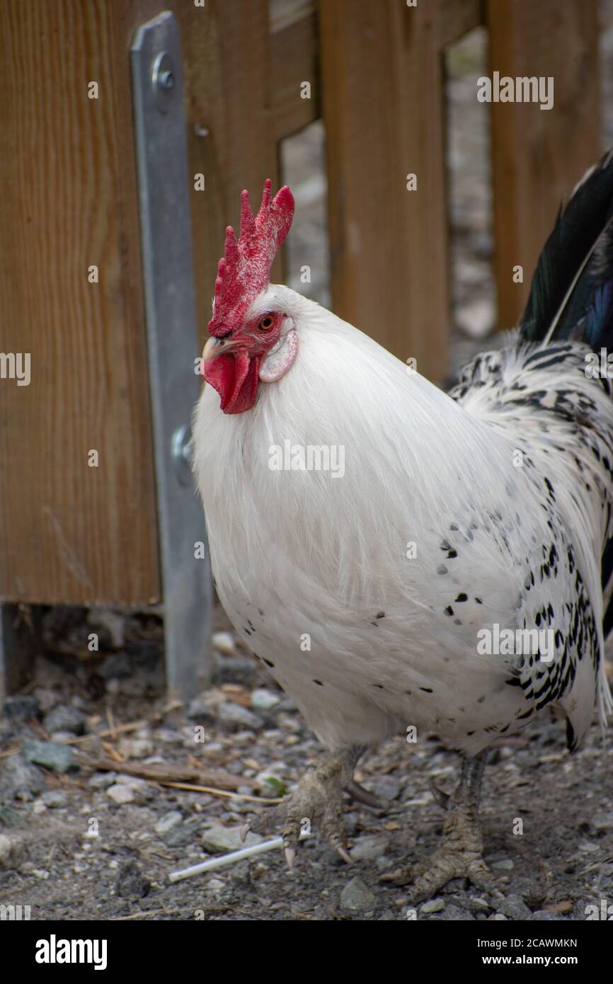 Closeup shot black white rooster hi-res stock photography and images ...