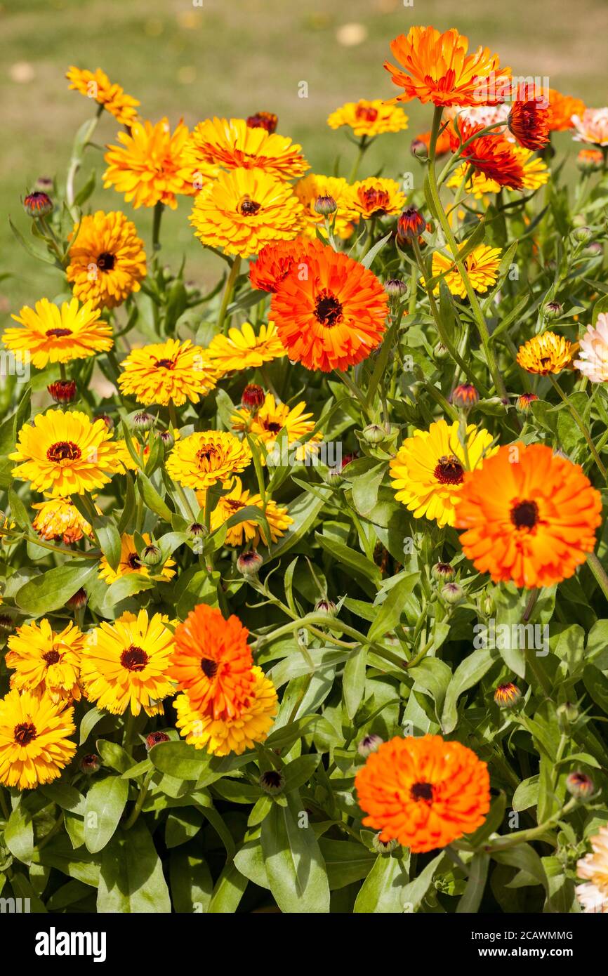 Calendula officinalis flowers growing in an English cottage garden ...