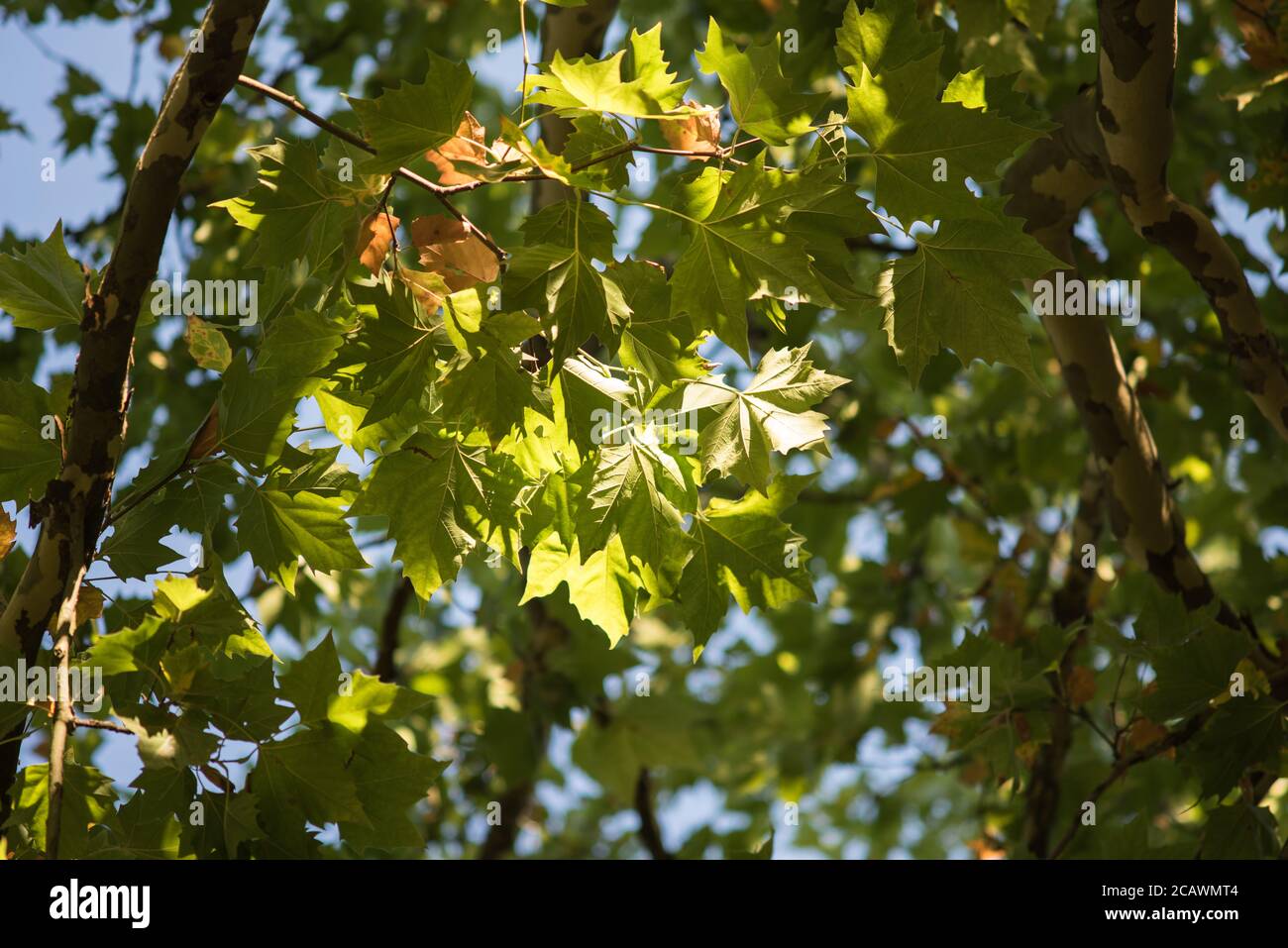 Leaves hanging on deciduous trees in the sunlight Stock Photo - Alamy