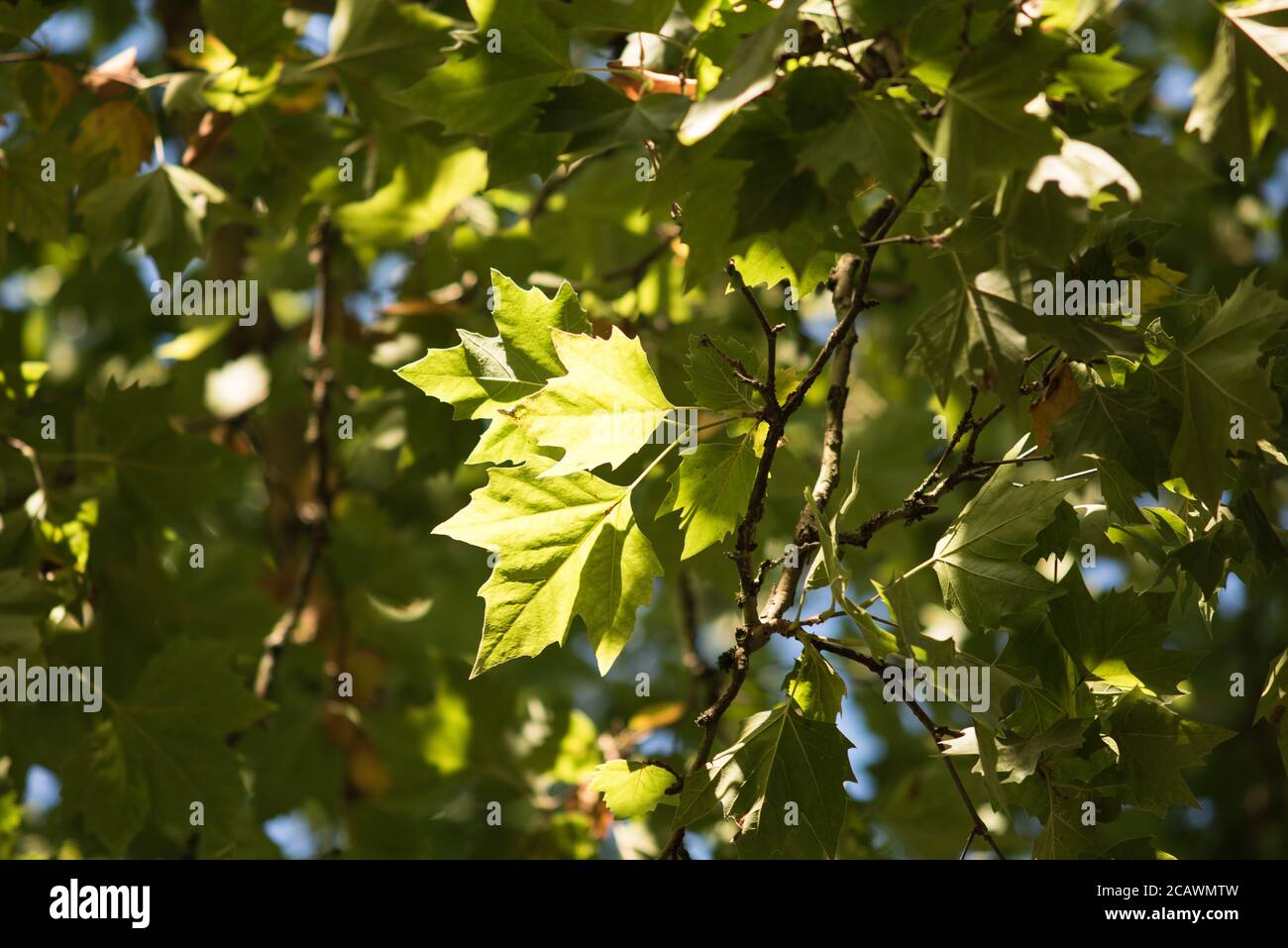 Leaves hanging on deciduous trees in the sunlight Stock Photo - Alamy