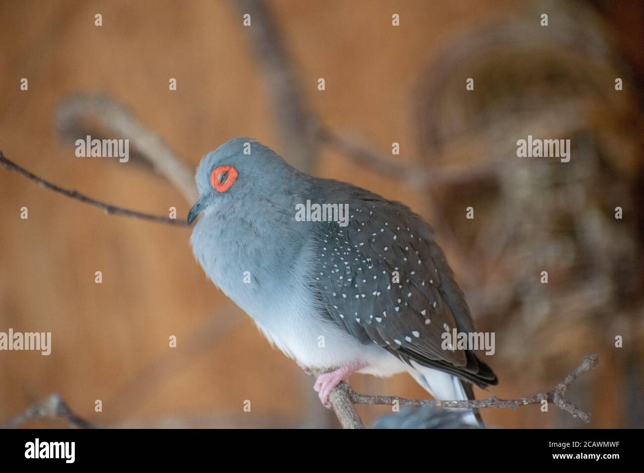 Closeup shot of a gray perching bird with orange eyes sitting on a ...