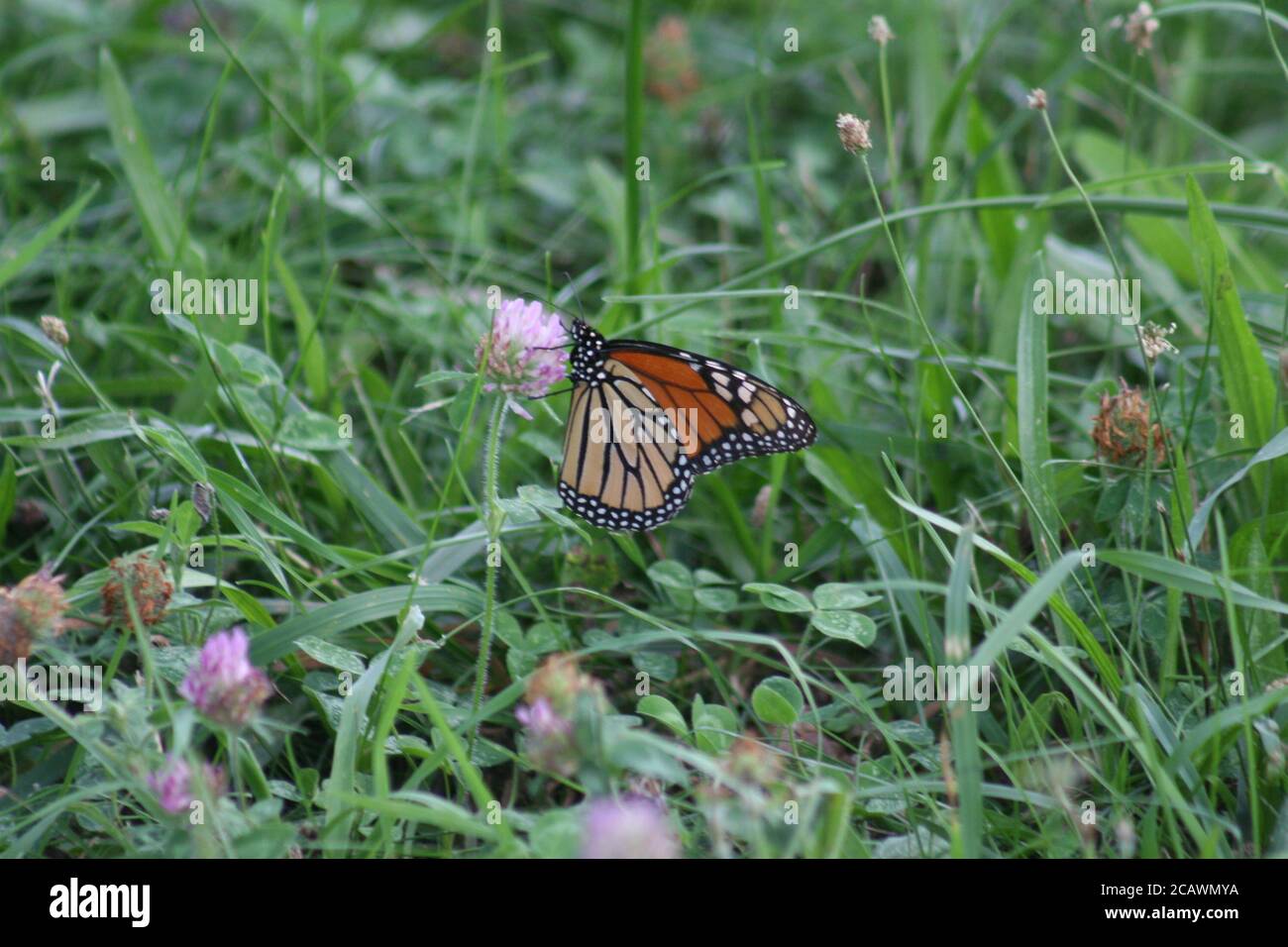 Monarch Butterfly in a wild clover field Stock Photo - Alamy