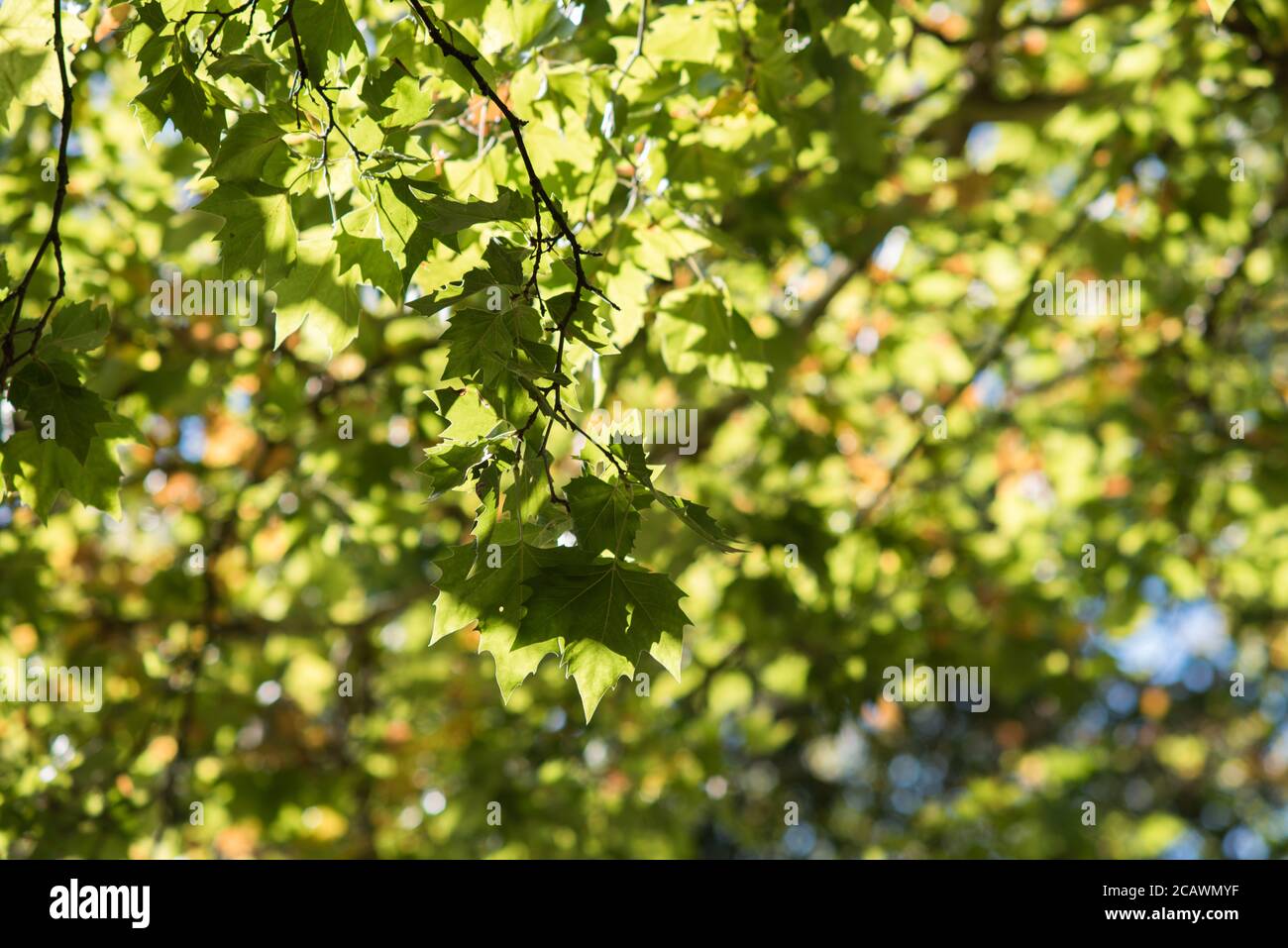 Leaves hanging on deciduous trees in the sunlight Stock Photo - Alamy