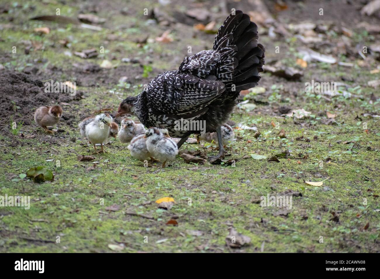 Children with chicks in hi-res stock photography and images - Alamy