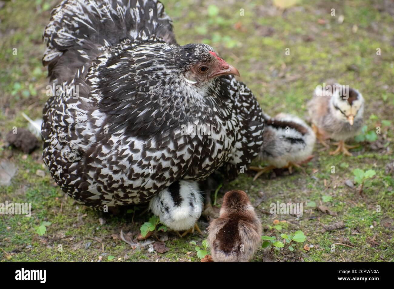 Baby partridge hi-res stock photography and images - Alamy