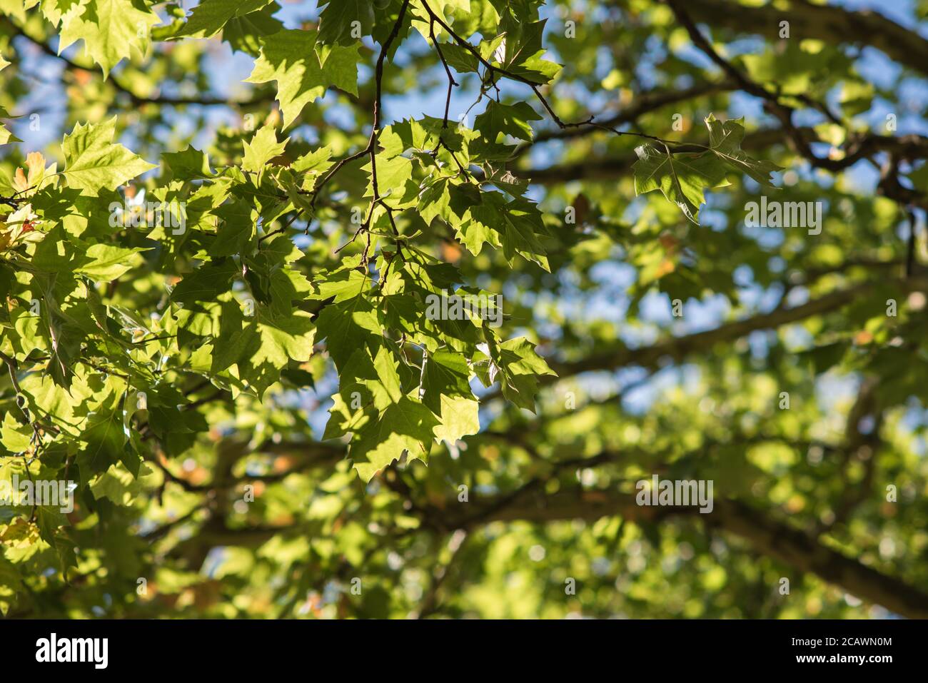 Leaves hanging on deciduous trees in the sunlight Stock Photo - Alamy