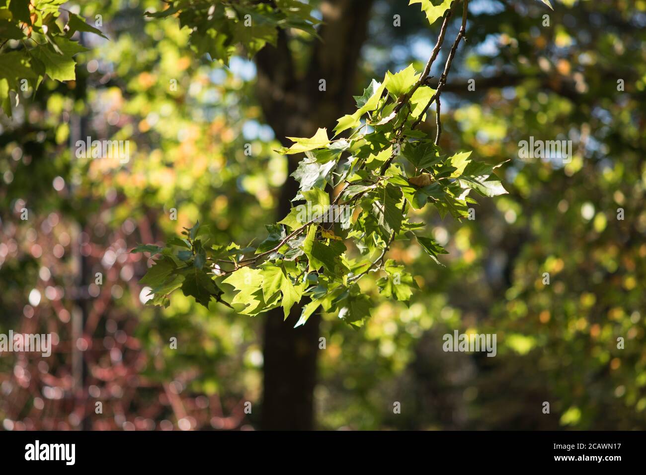 Leaves hanging on deciduous trees in the sunlight Stock Photo - Alamy