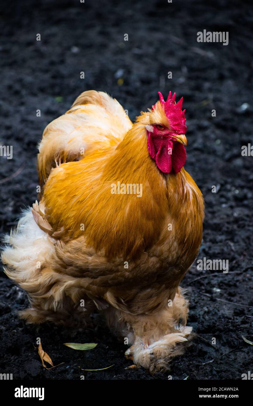 Vertical shot of a golden yellow rooster standing in soil Stock Photo ...