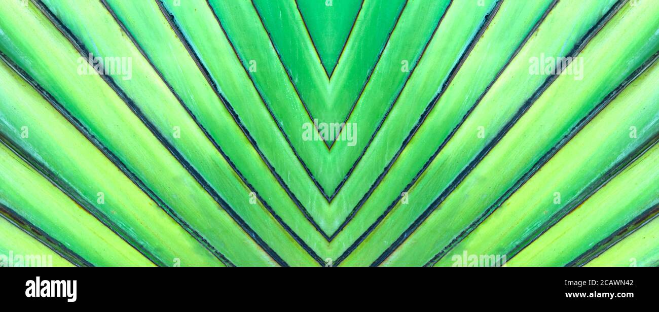 Travelers Palm tree Leaves. Green leaf background with v-shaped pattern ...