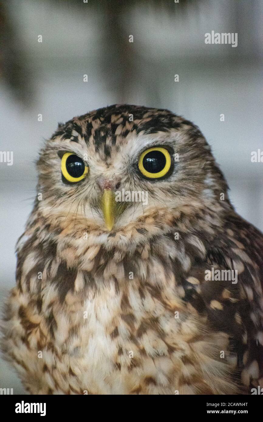 Vertical shot of an eastern screech owl with a yellow beak and yellow ...