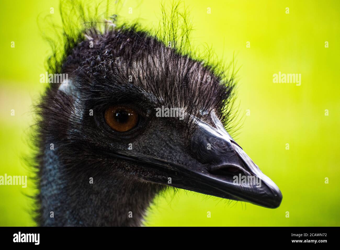 Closeup shot of a black ostrich face with bright orange eyes on a green ...