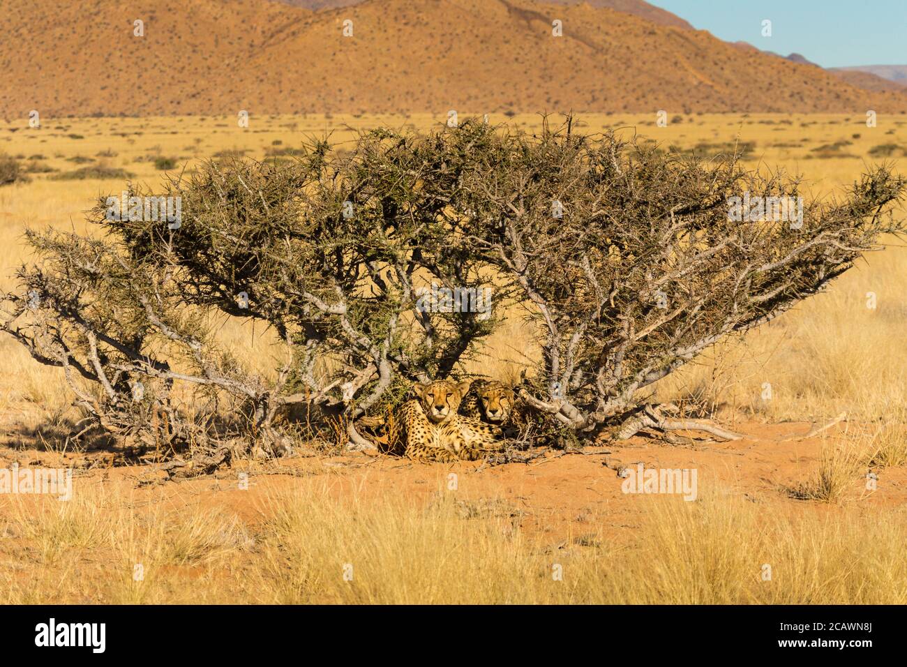 Two cheetahs in Namibia Stock Photo - Alamy