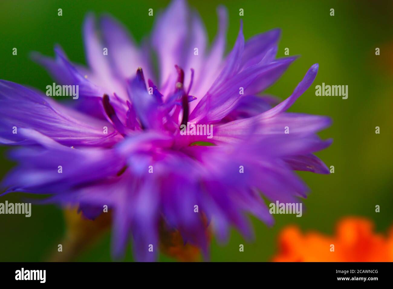 Purple cornflower hi-res stock photography and images - Alamy
