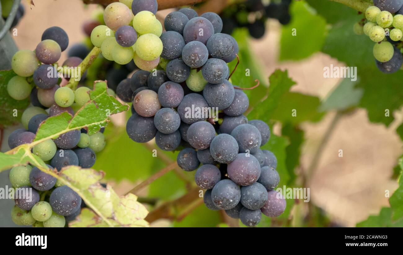 Round grapes hi-res stock photography and images - Alamy