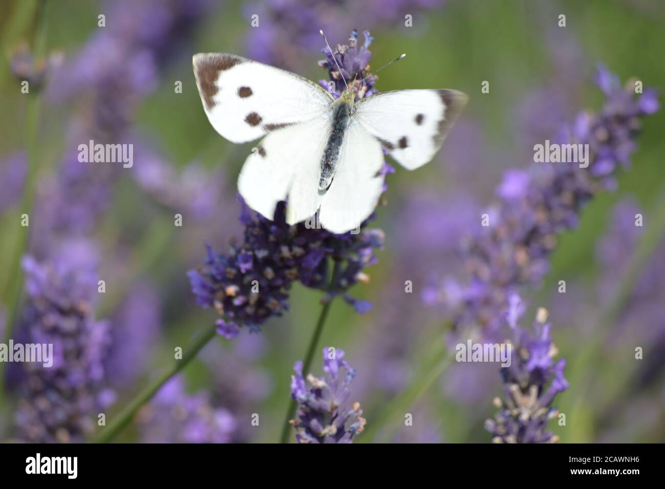 Irish insects hi-res stock photography and images - Alamy