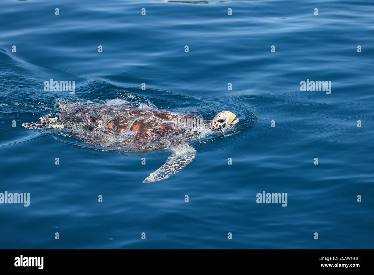 Nine turtles hi-res stock photography and images - Alamy