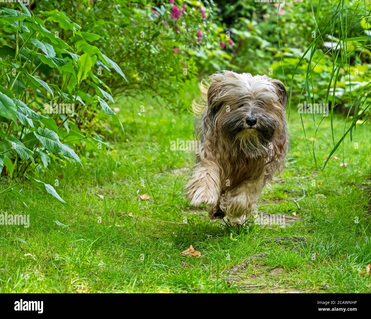 Long haired running hi-res stock photography and images - Alamy