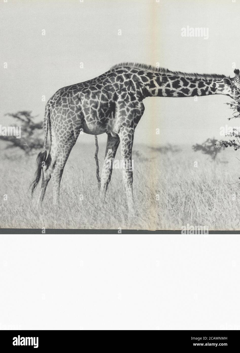 vintage animal illustration vintage classical artistic drawing Stock ...