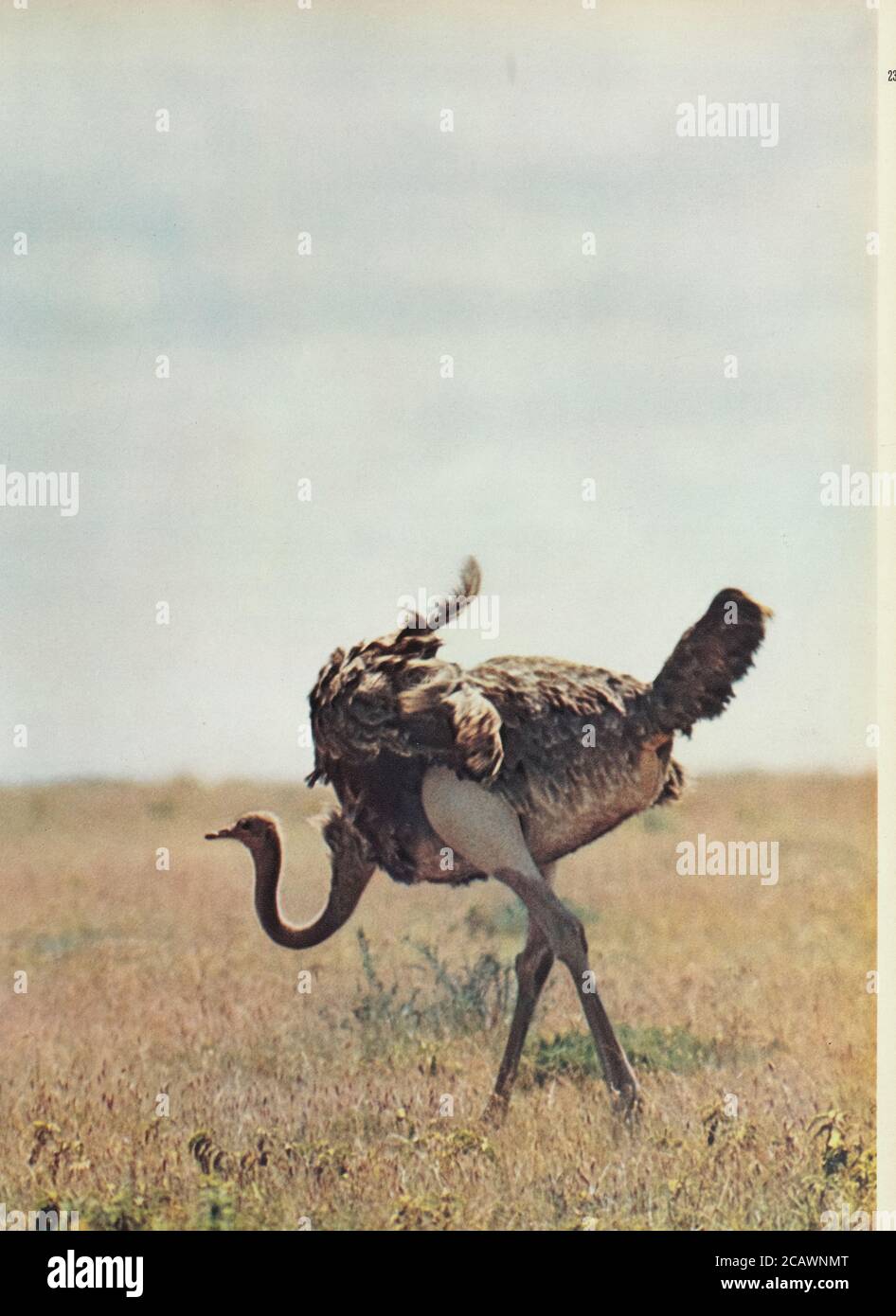 vintage animal illustration vintage classical artistic drawing Stock ...