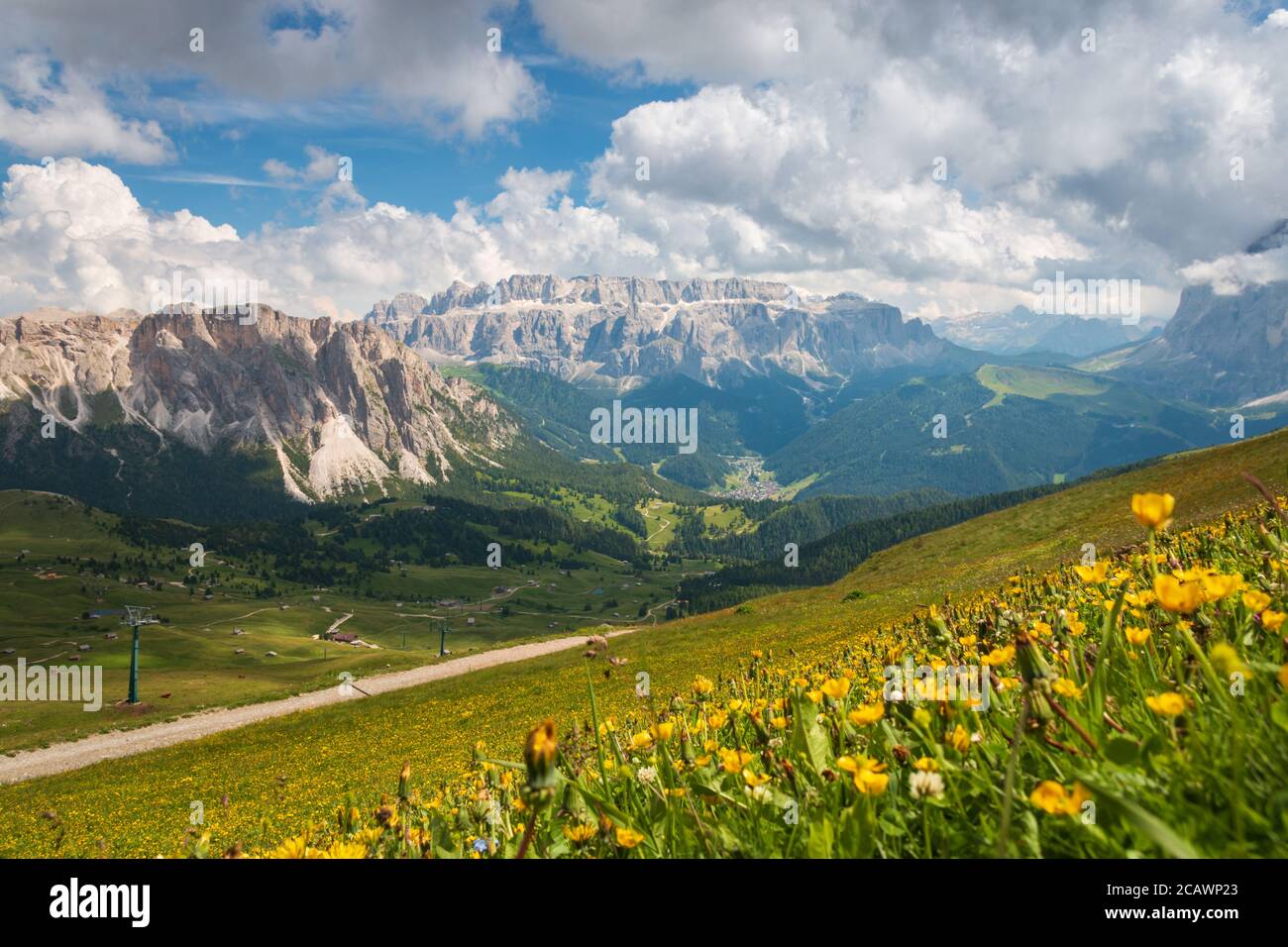 Scenic view of Sella group mountains with yellow buttercups ranunculus ...