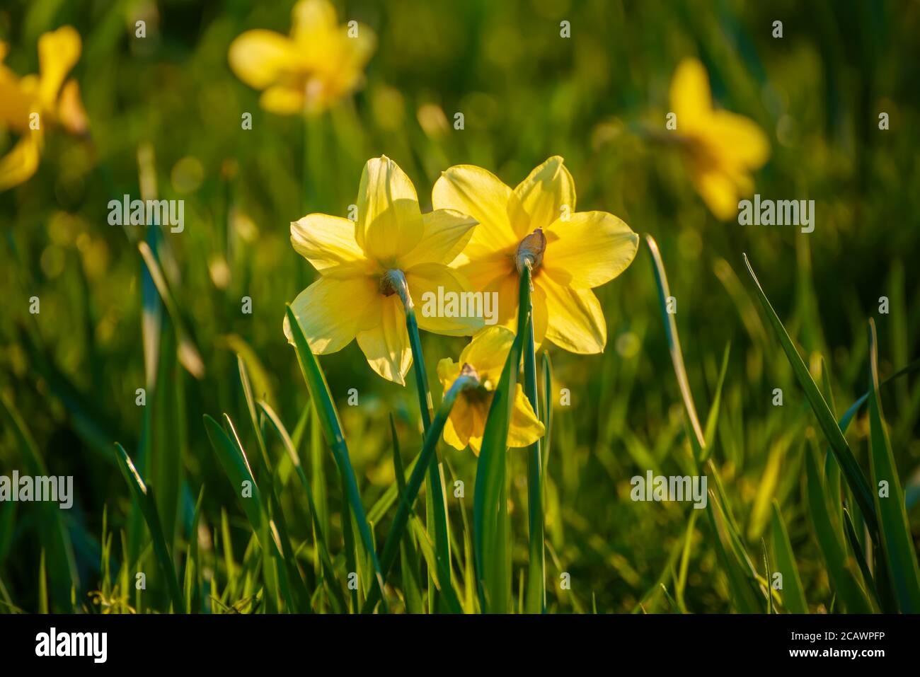 Beautiful yellow daffodils field in spring time Stock Photo - Alamy