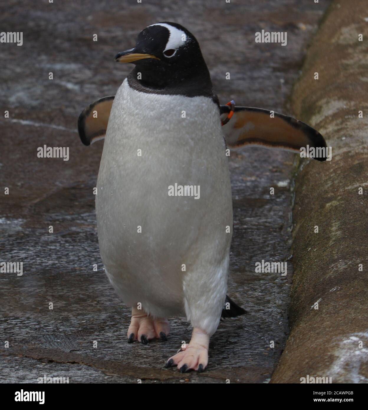 Penguin walking along at Edinburgh Zoo Stock Photo - Alamy