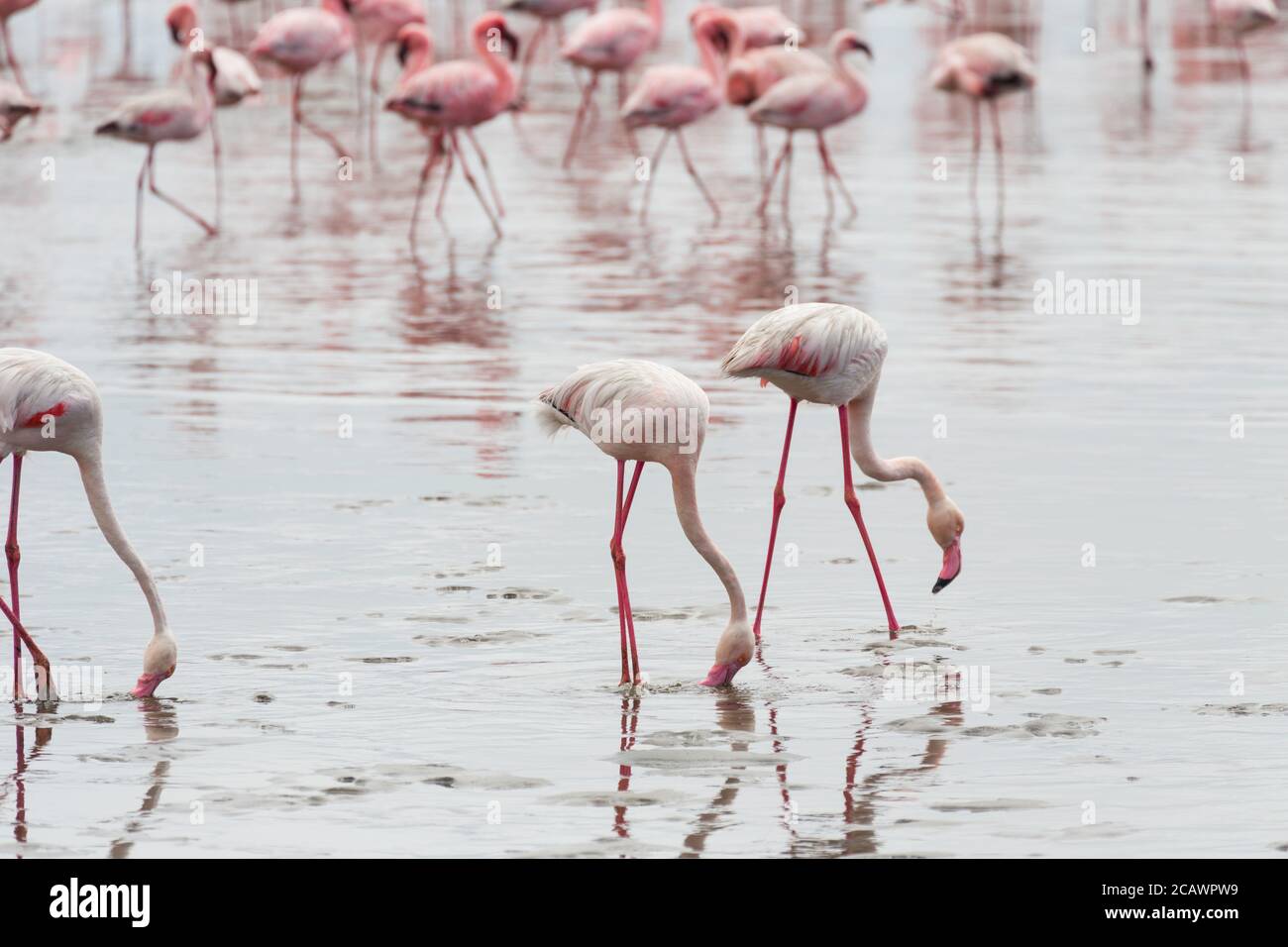 Flock of pink flamingos on the sea of Walvis Bay, Namibia Stock Photo ...