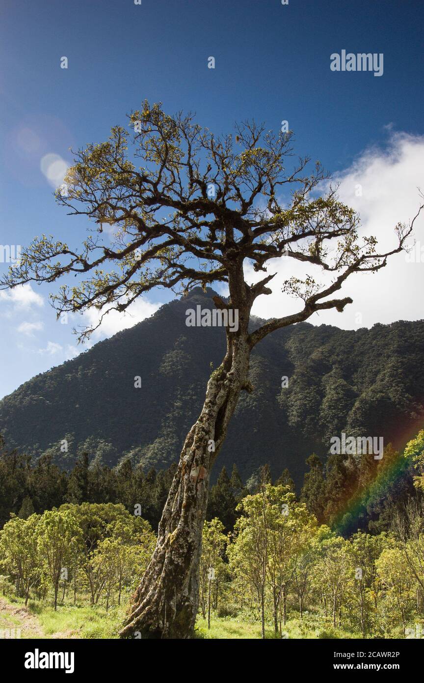 The largest tree around, above a rainbow in Reunion Island Stock Photo ...