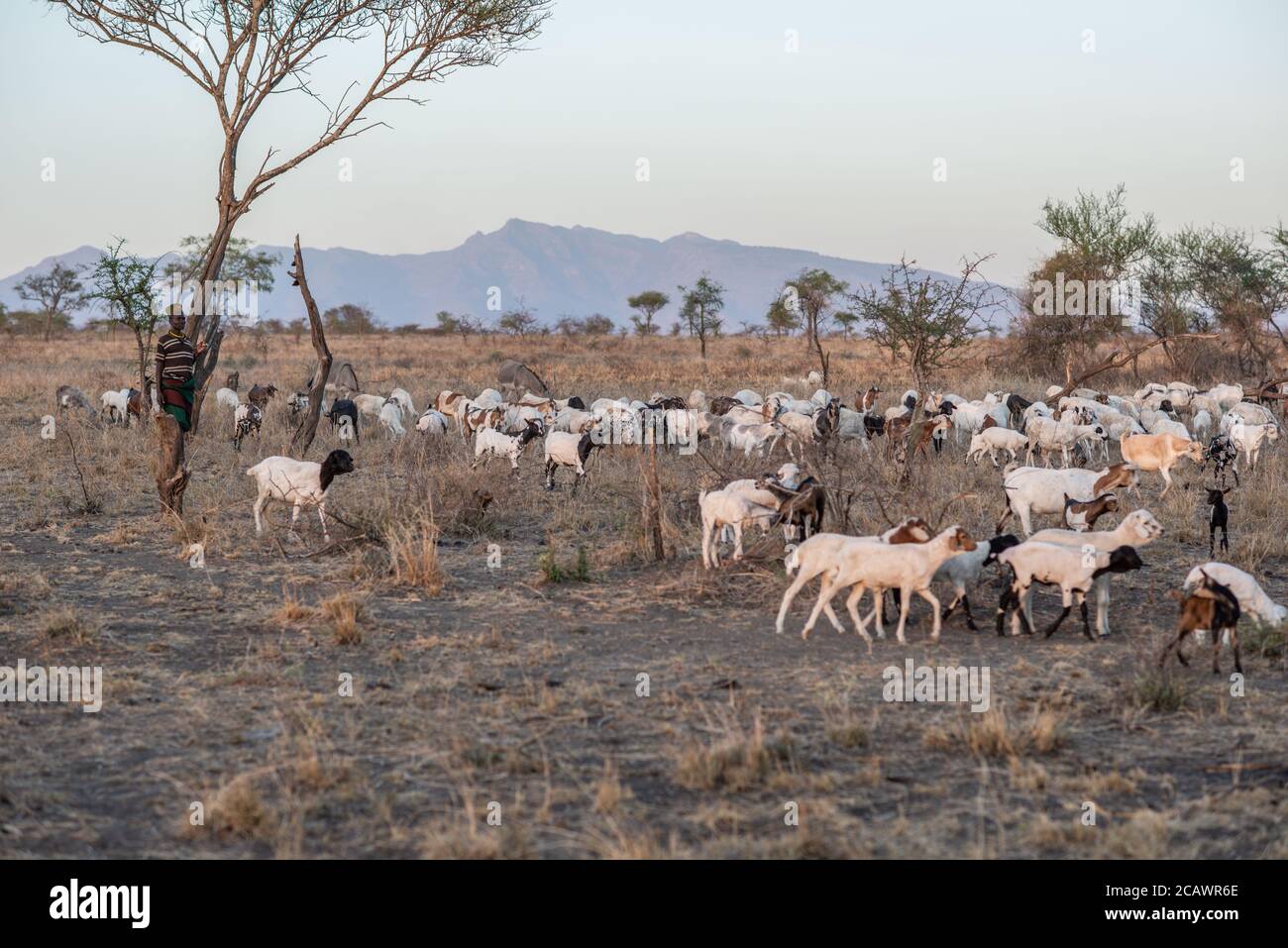 Karamojong Herder Rounding Up Cattle At Sunset Moroto District Uganda karamojong-herder-rounding-up-cattle-at-sunset-moroto-district-uganda