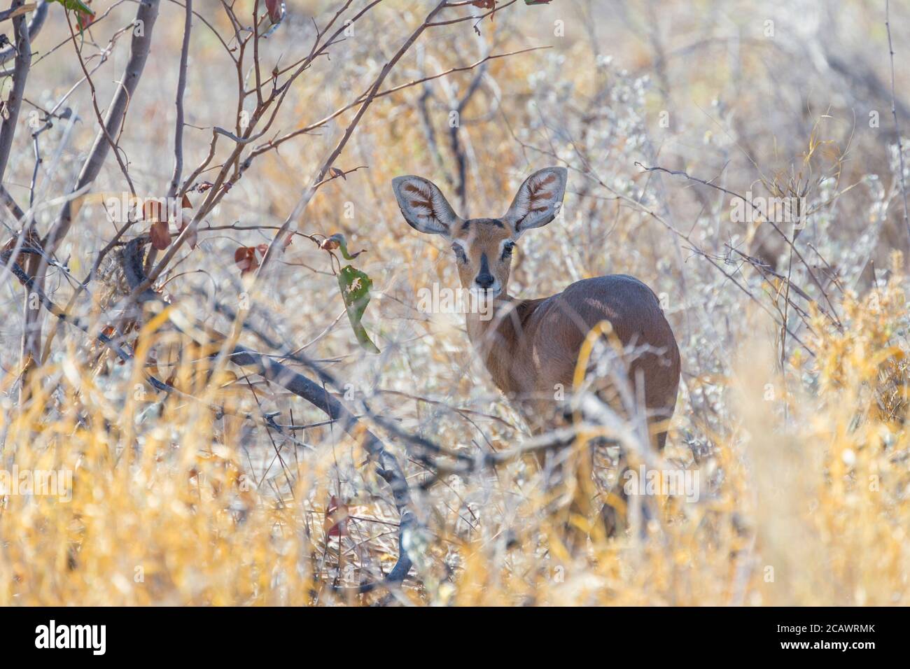 Steenbok, Raphicerus campestris,in the Etosha National Park, Namibia ...