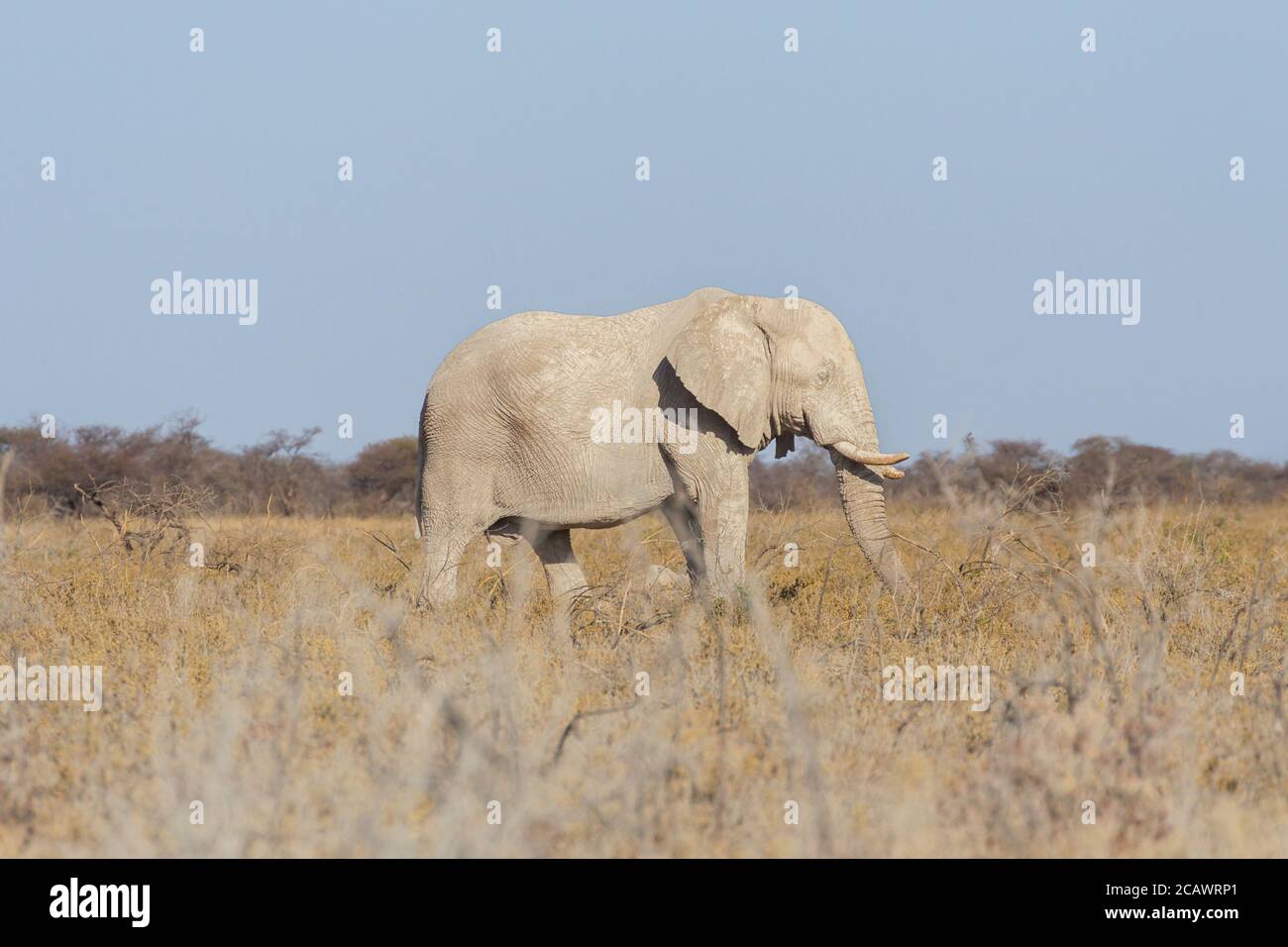 White elephant in Etosha National Park, Namibia Stock Photo - Alamy