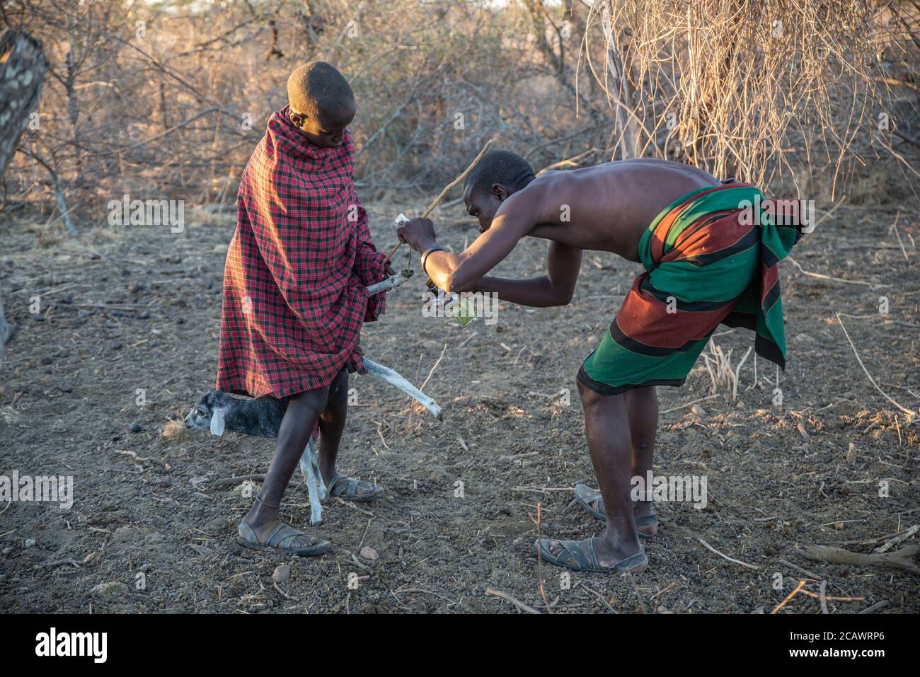 Healing the paw of a goat at a Karamojong cattle enclosure (kraal ...