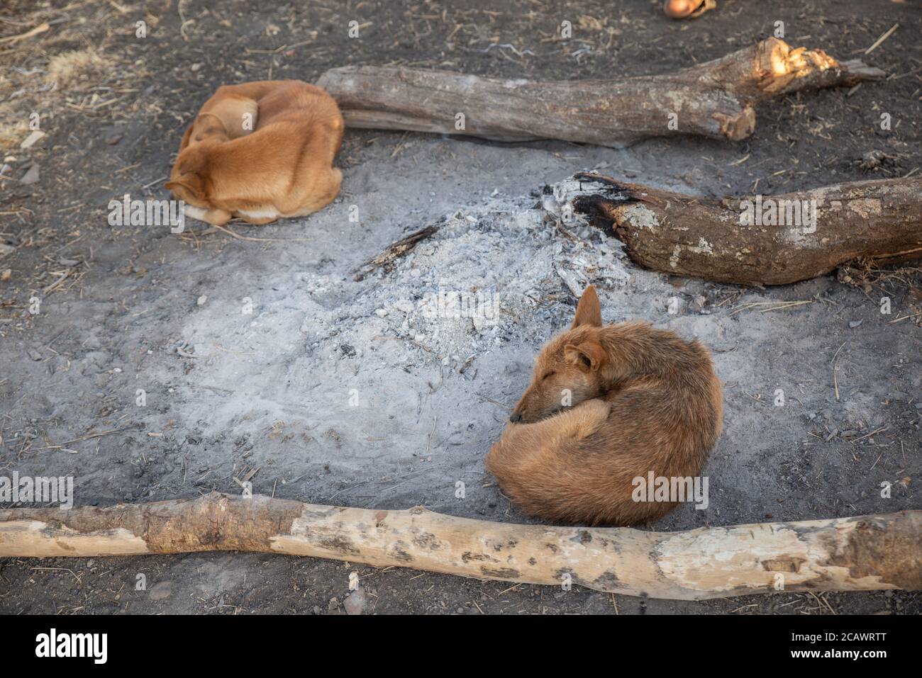 Two dogs sleeping close to the fire of a Karamojong bivouac, Moroto ...