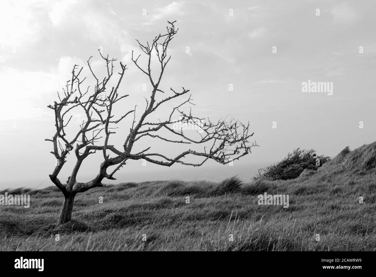 Tilted tree hi-res stock photography and images - Alamy
