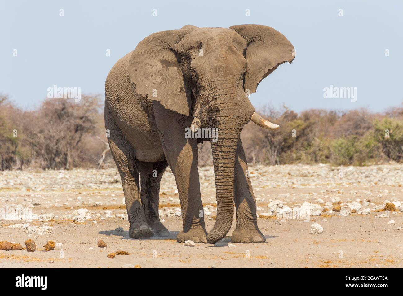 Elephant in Etosha National Park, Namibia Stock Photo - Alamy