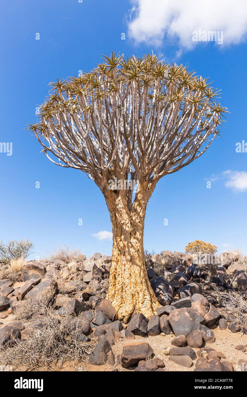The quiver tree, or aloe dichotoma, or Kokerboom, one of the most ...