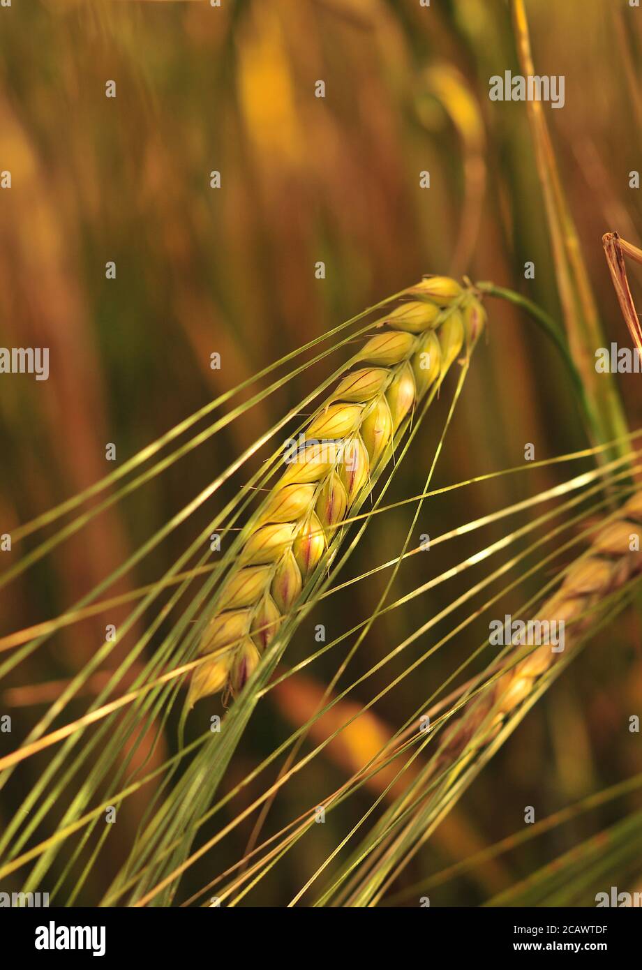 A crop of Barley slowly ripens in the Yorkshire Country side. UK Stock ...