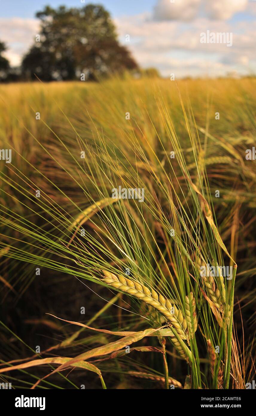 A crop of Barley slowly ripens in the Yorkshire Country side. UK Stock ...